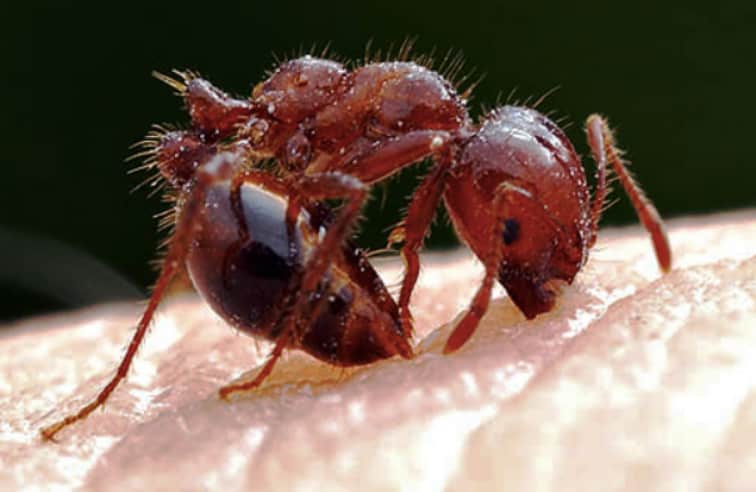 Ngeri, Seorang Wanita Meninggal Dunia Karena Digigit Semut Api ...